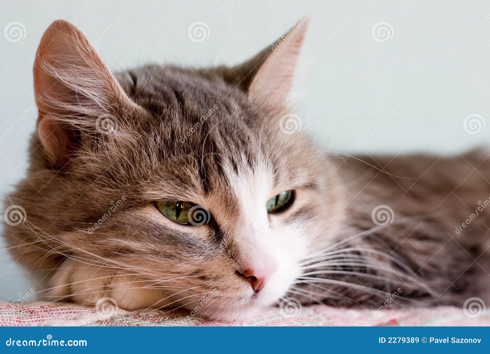 The cat stock image. Image of horizontal, black, kitty - 2279389