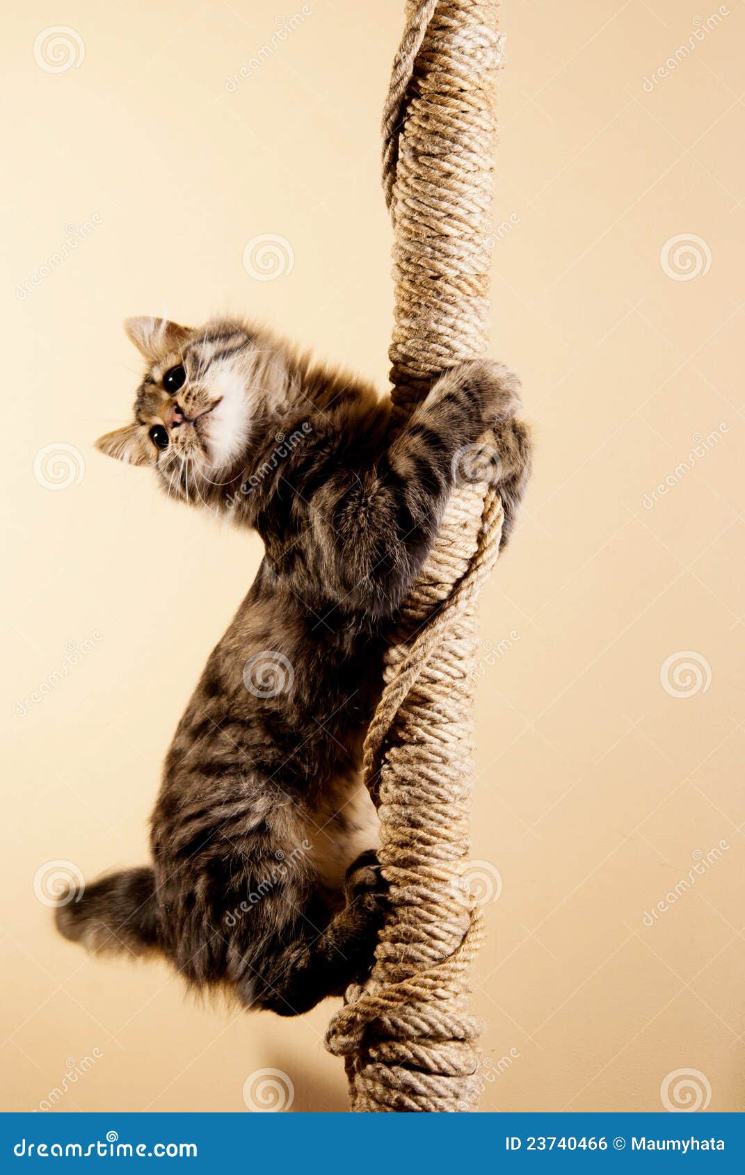 Cat stock photo. Image of kitty, kittten, animals, cling - 23740466