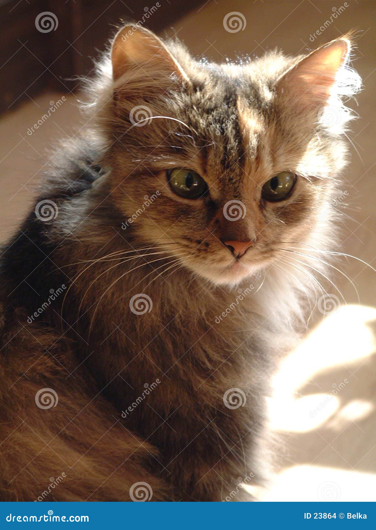 Cat stock photo. Image of face, pets, domestic, purr, kitty - 23864