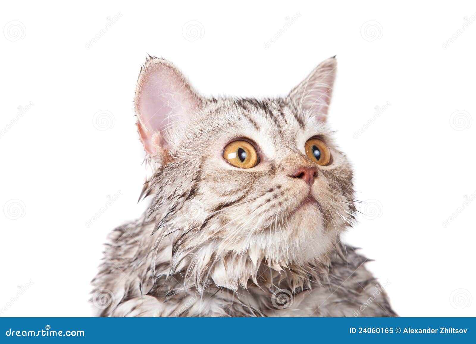 Cat stock image. Image of pitiful, frighten, adorable - 24060165