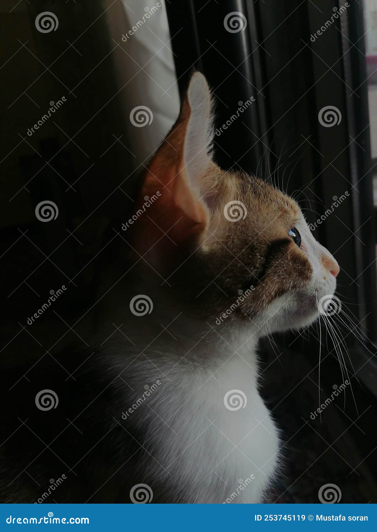 Cat ðŸ ˆ watching window stock image. Image of lovely - 253745119
