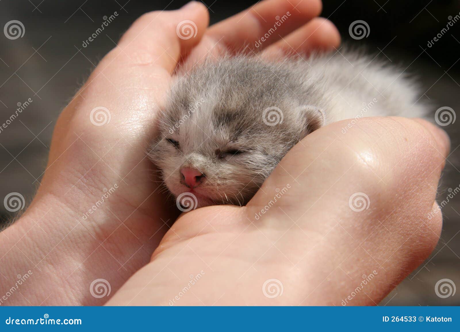 Cat stock image. Image of hand, white, little, mammals - 264533