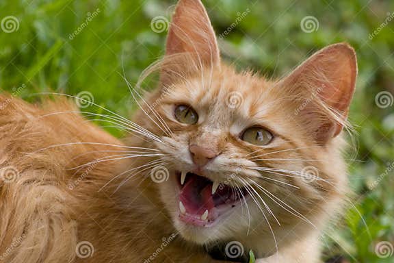 Cat stock photo. Image of attacks, ravenous, teeth, striped - 27019318