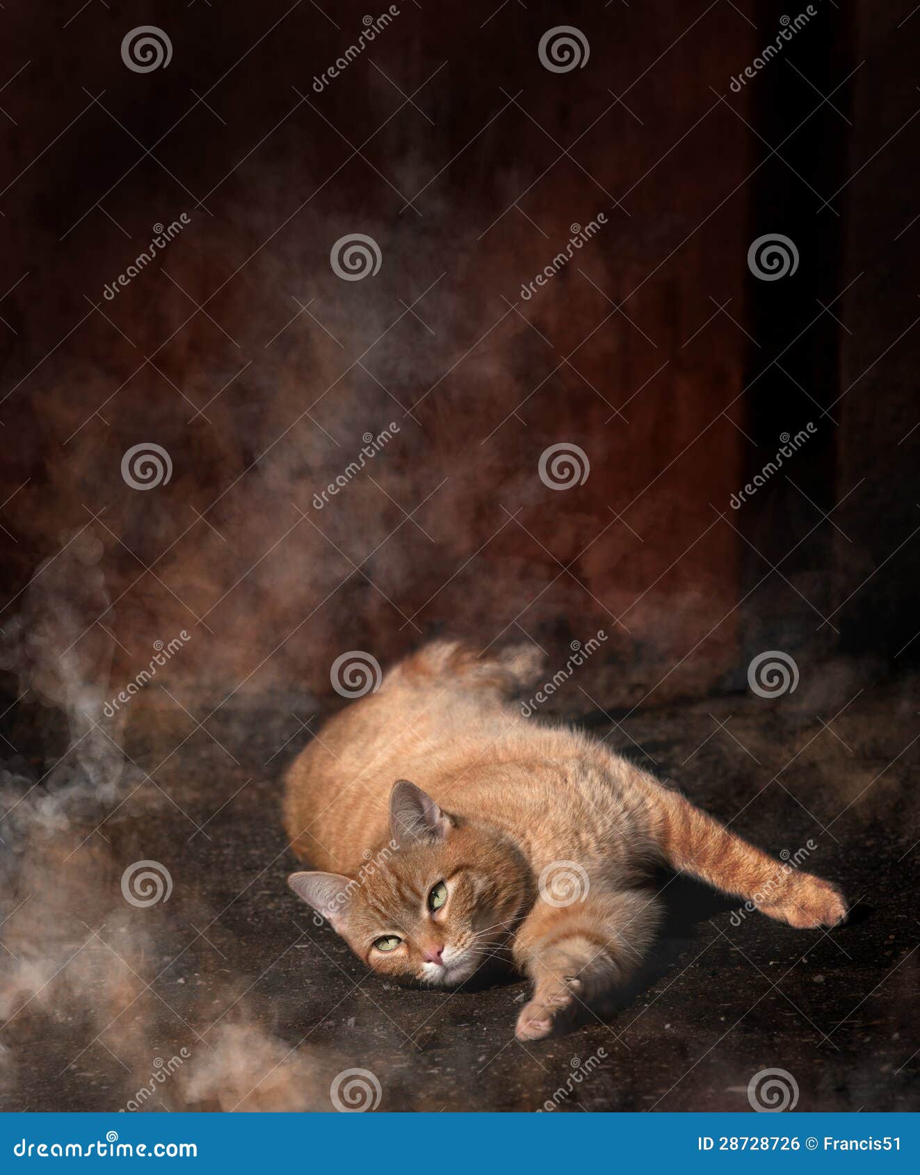 682 Cat Foggy Stock Photos - Free & Royalty-Free Stock Photos from ...