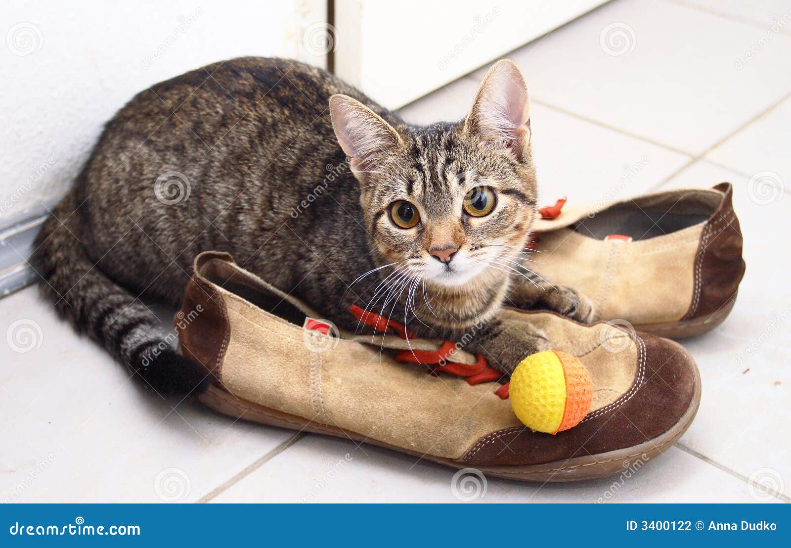 Cat stock photo. Image of kitten, cute, chuffed, shoe - 3400122