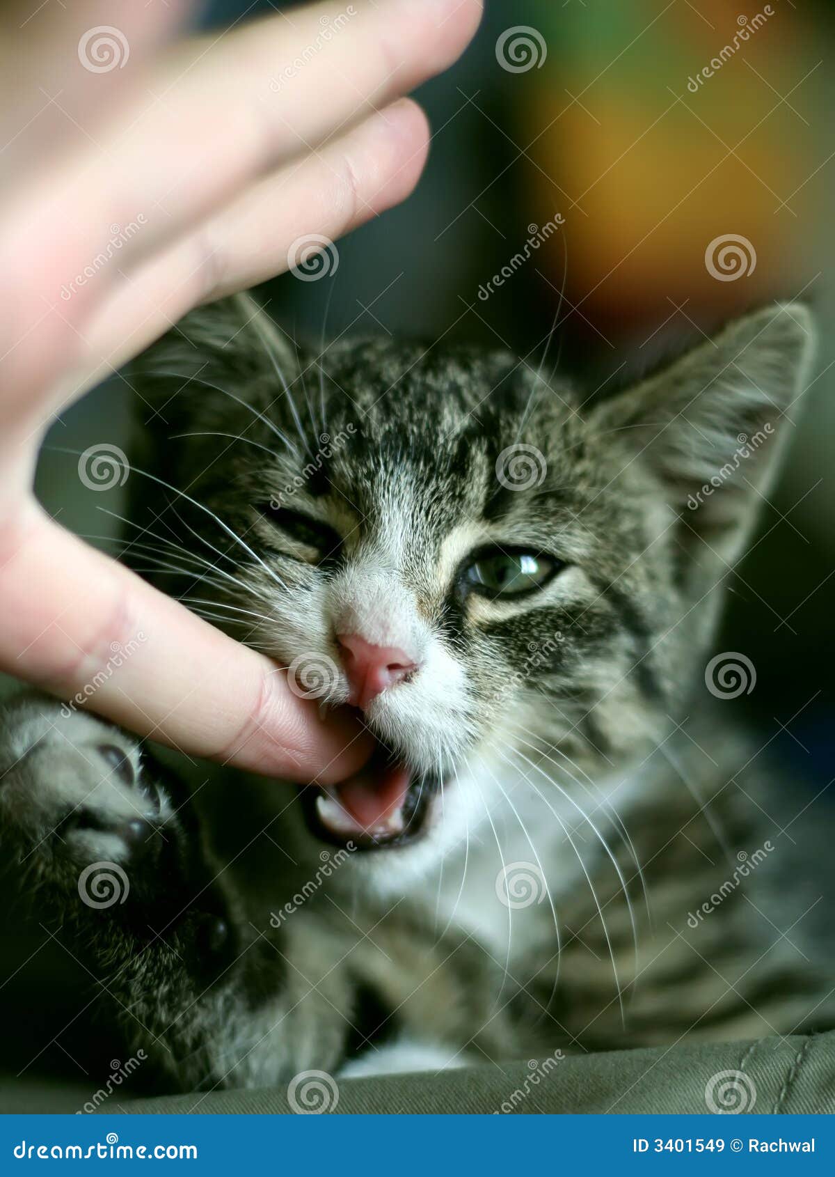 Cat stock image. Image of kitten, feline, look, stare - 3401549