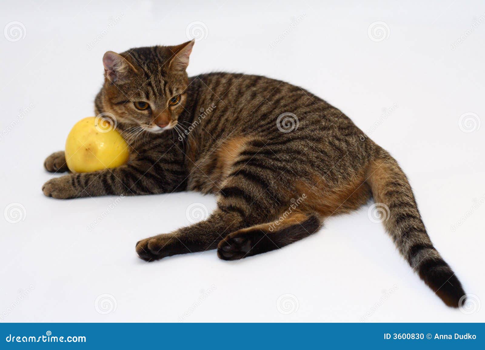 A cat stock photo. Image of chuffed, inquisitive, cats - 3600830