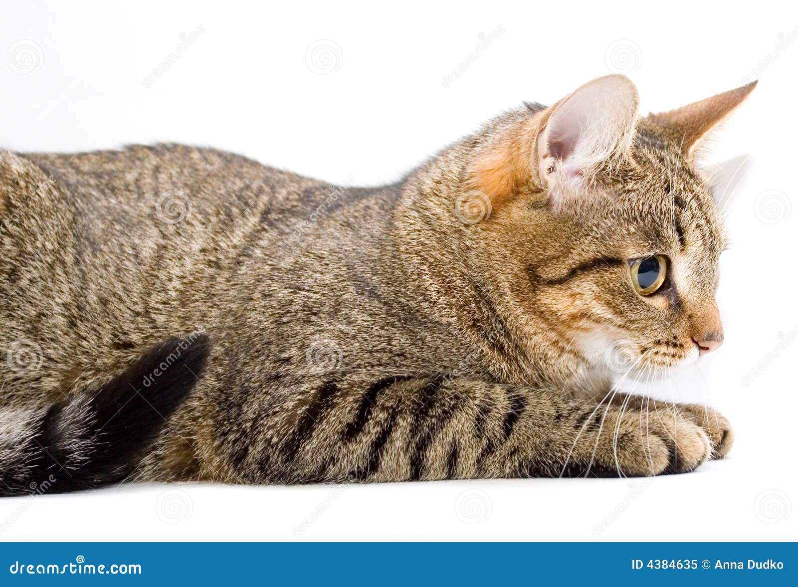 Cat stock image. Image of interested, adorablecharming - 4384635