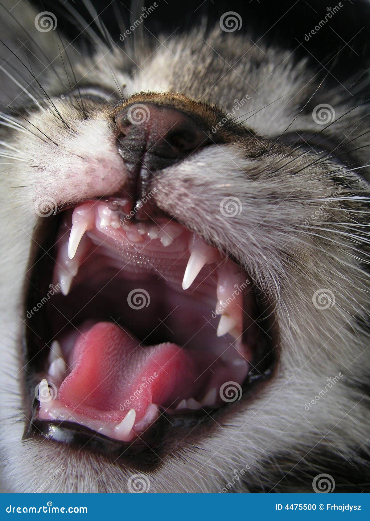 Cat stock photo. Image of small, mouth, looking, teeth - 4475500