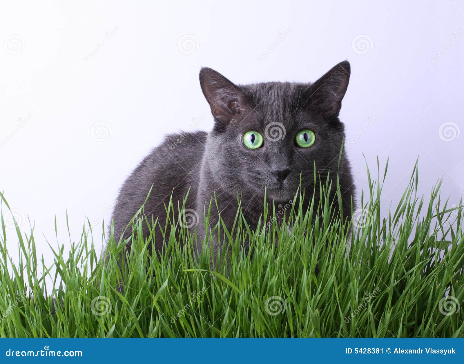 Cat stock image. Image of cloud, cute, grass, germ, head - 5428381