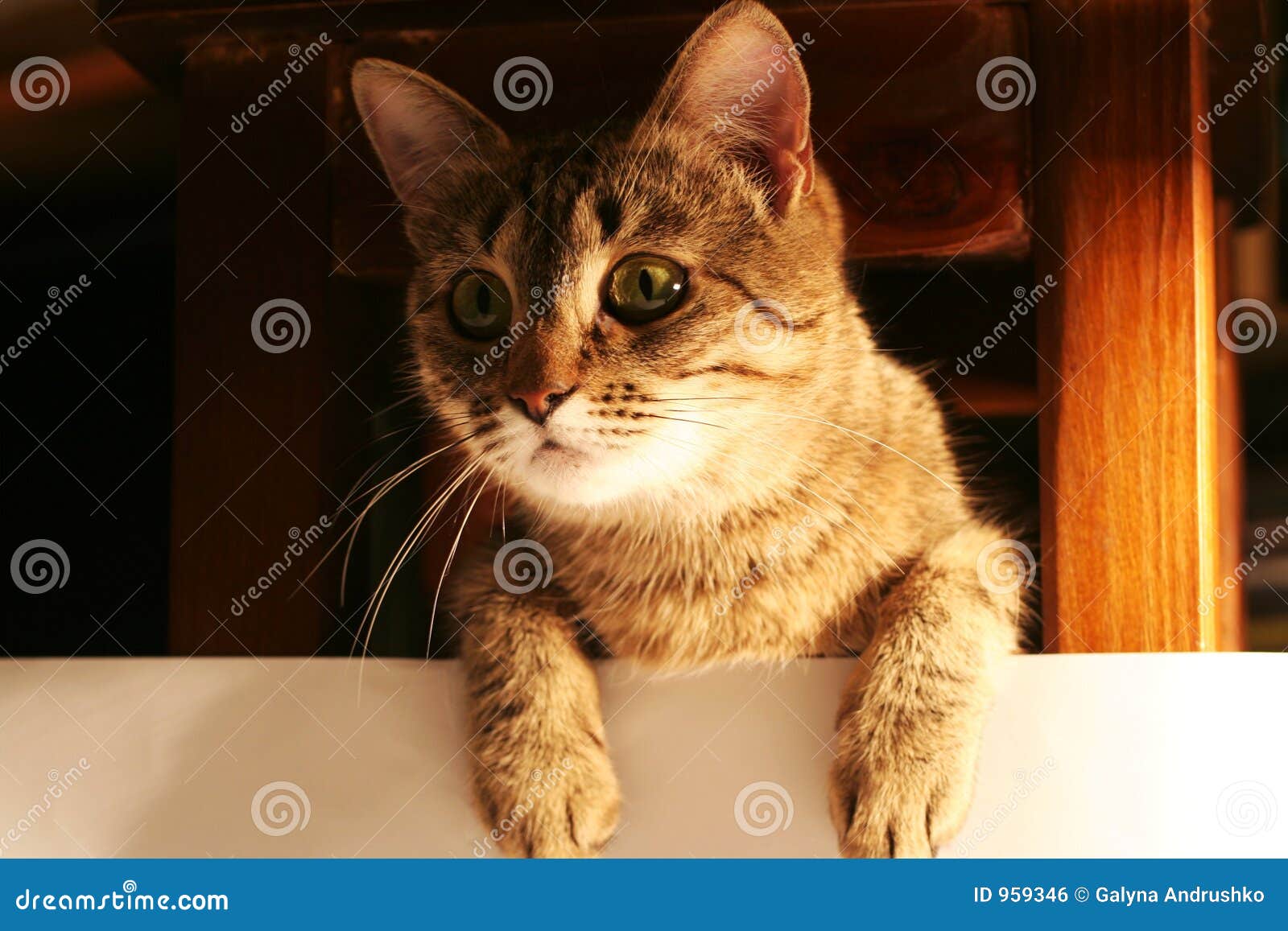 Cat 6 stock photo. Image of chuffed, artful, kitty, furtive - 959346