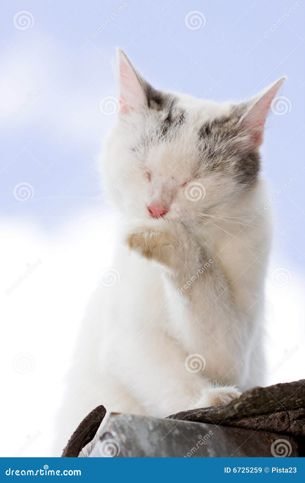 Cat stock image. Image of isolation, feline, farm, kitty - 6725259