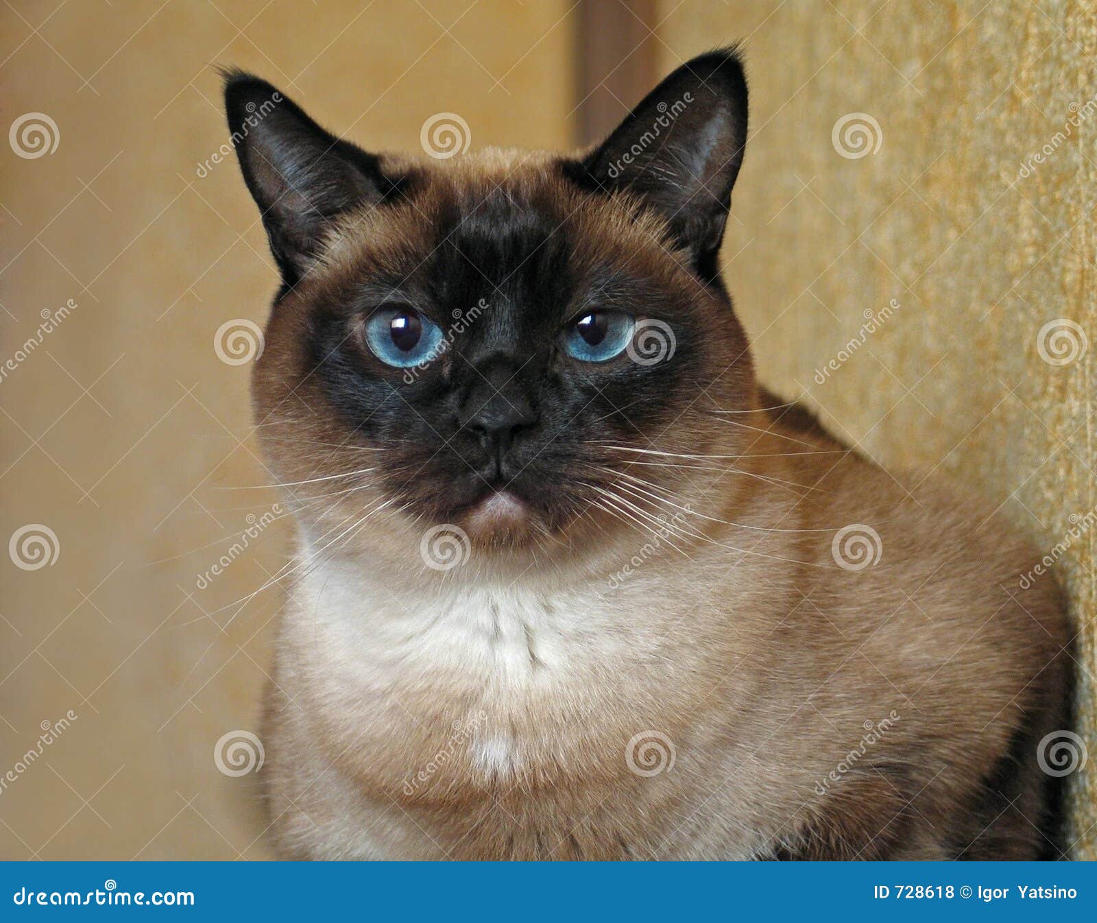 The cat stock photo. Image of home, nature, seam, relaxing - 728618