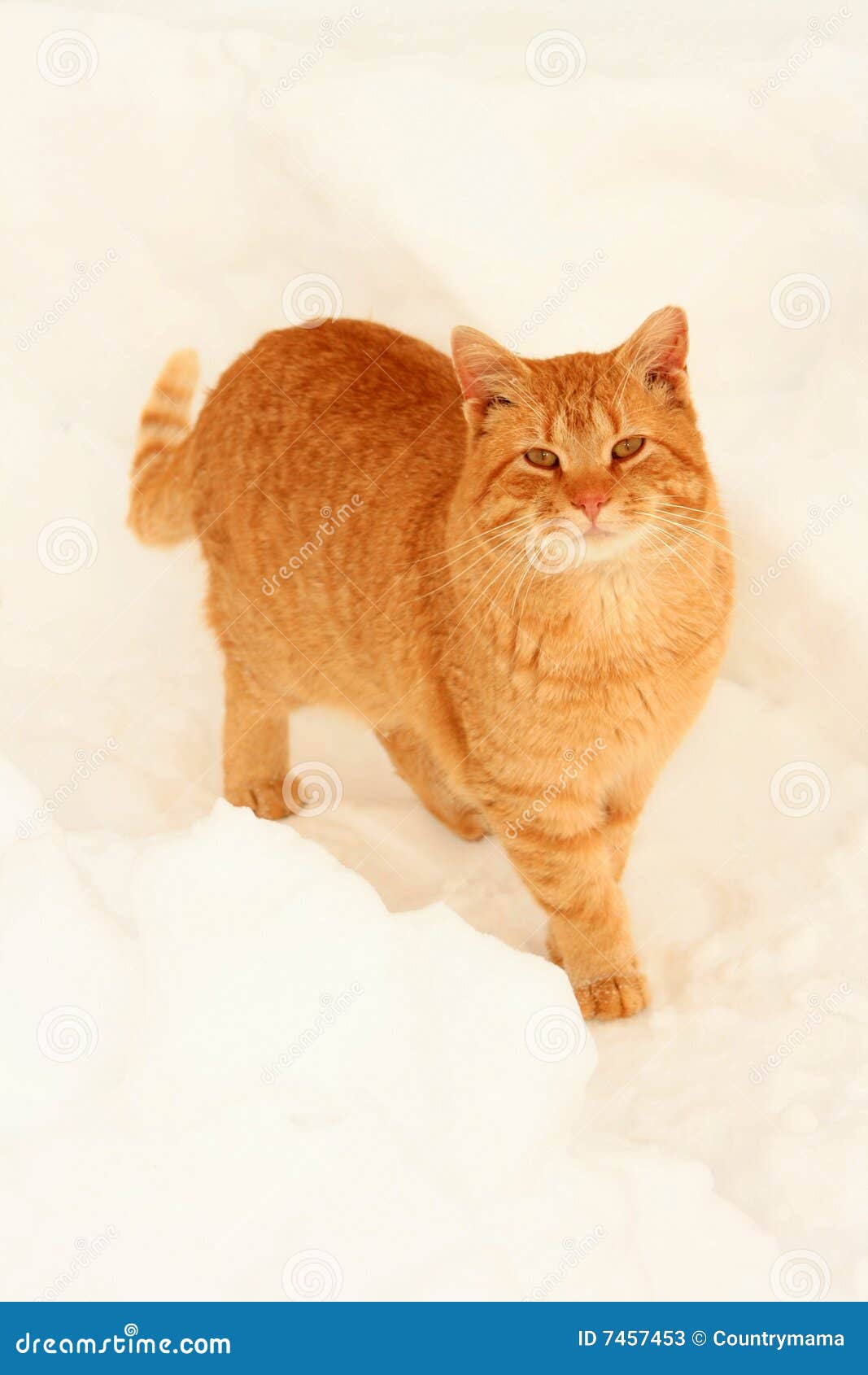 Cat stock image. Image of vertical, walking, feline, kitty - 7457453