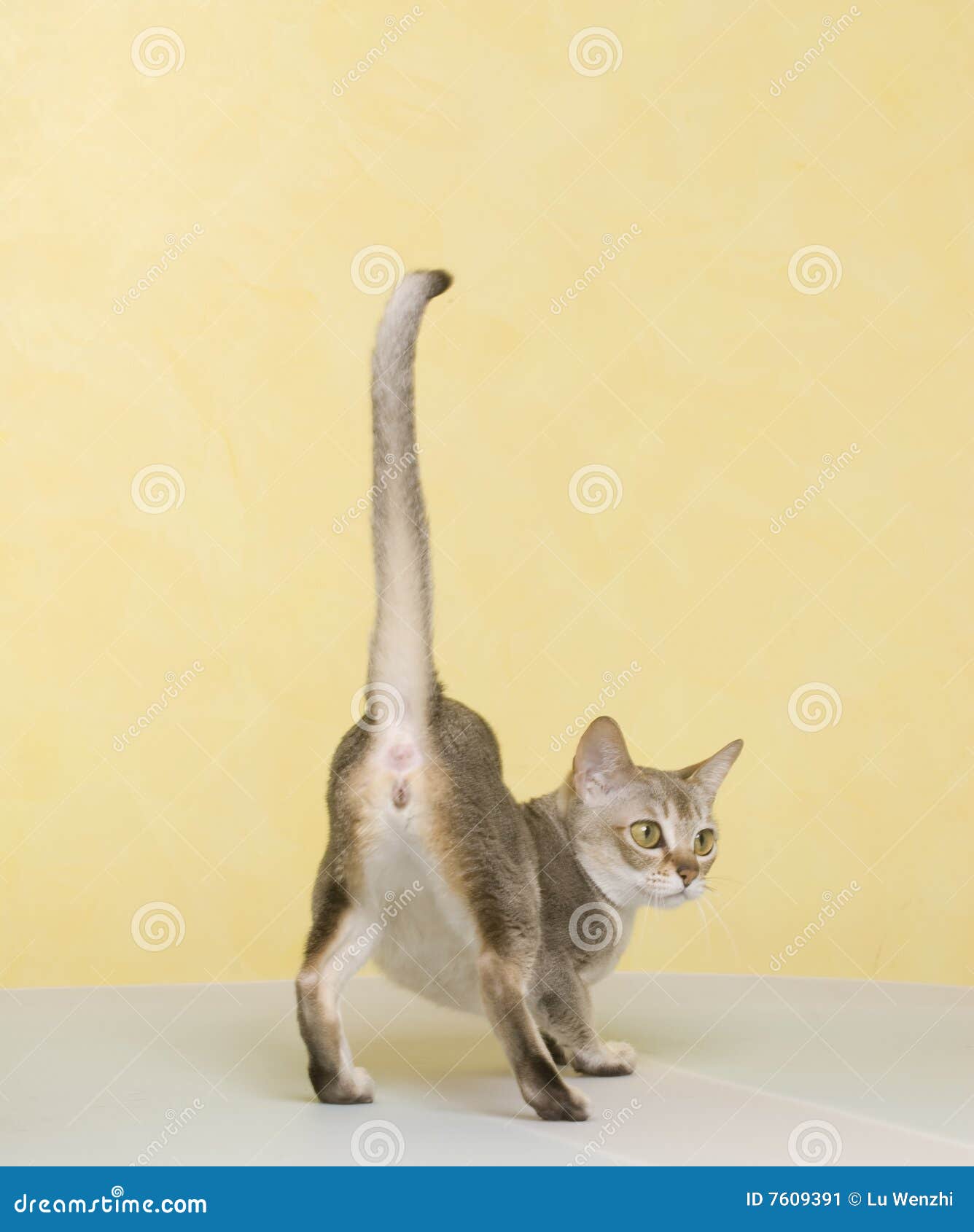 Reverse Cat Stock Photos - Free & Royalty-Free Stock Photos from Dreamstime