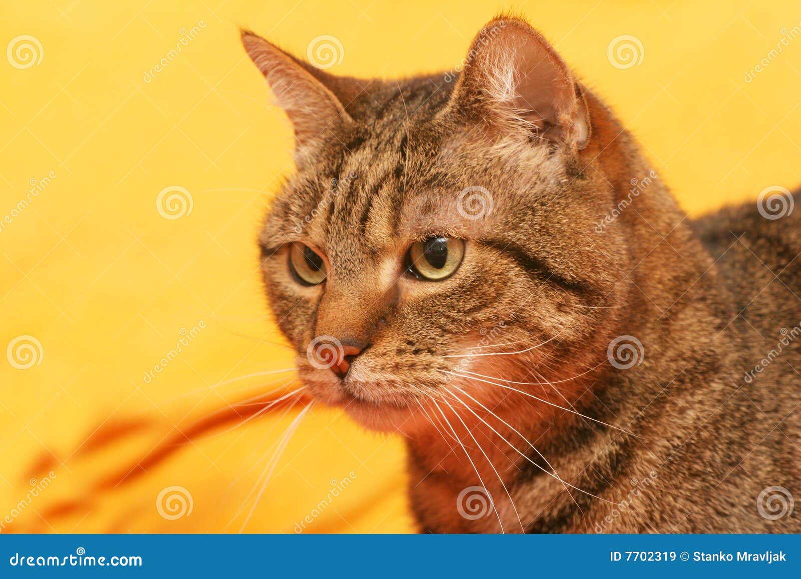 Cat stock image. Image of watch, stare, head, looks, facial - 7702319