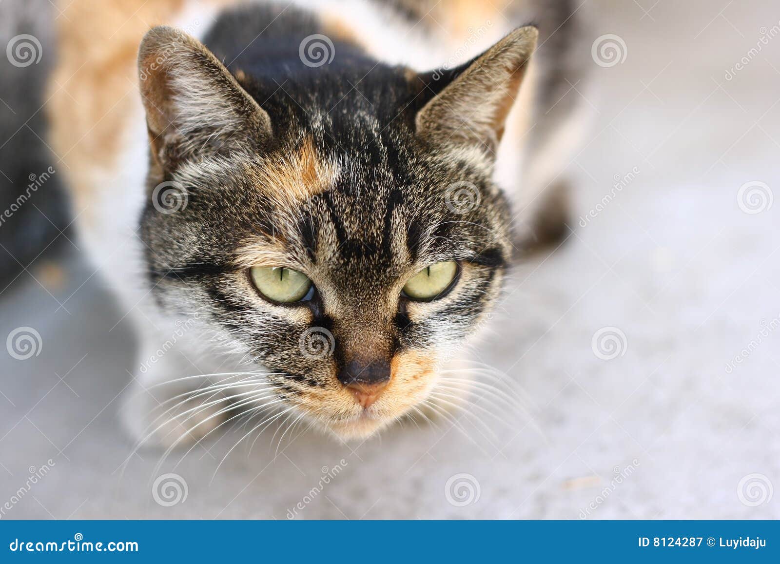 Cat stock image. Image of animal, pets, animals, cats - 8124287