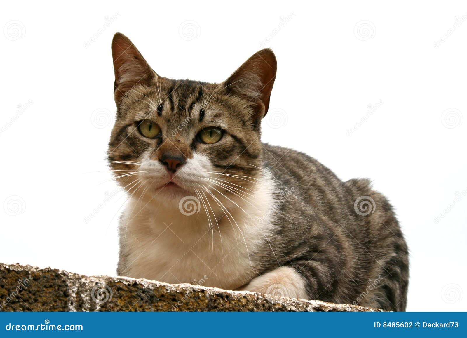 Cat stock photo. Image of mammal, outdoors, single, feline - 8485602