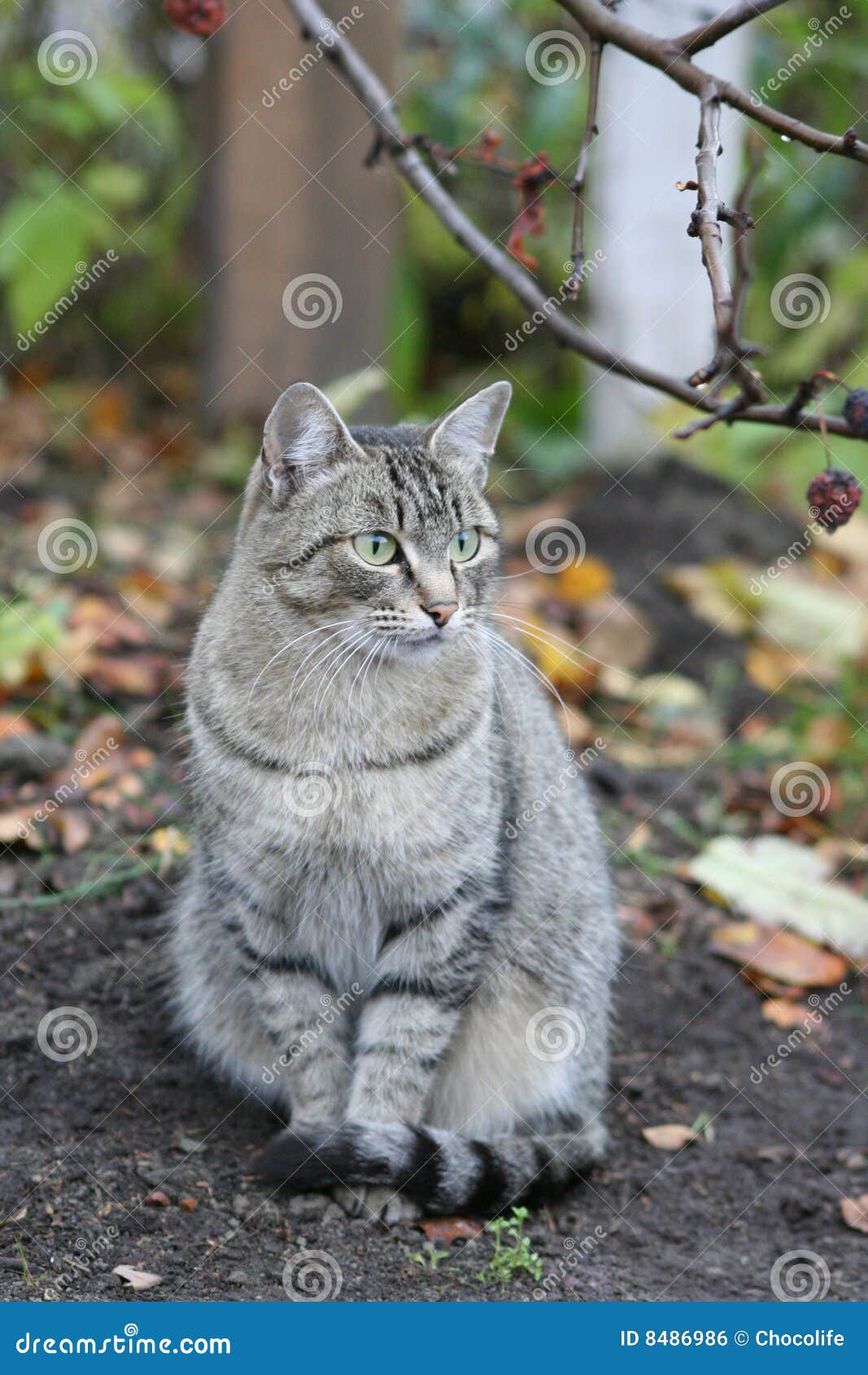 Cat stock photo. Image of pets, animal, single, nature - 8486986
