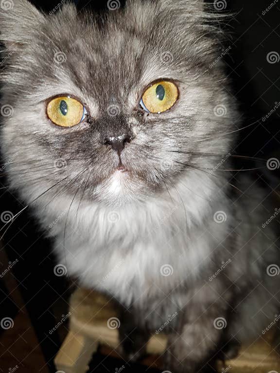 Cat stock image. Image of perser, grau, maincoon - 91243331