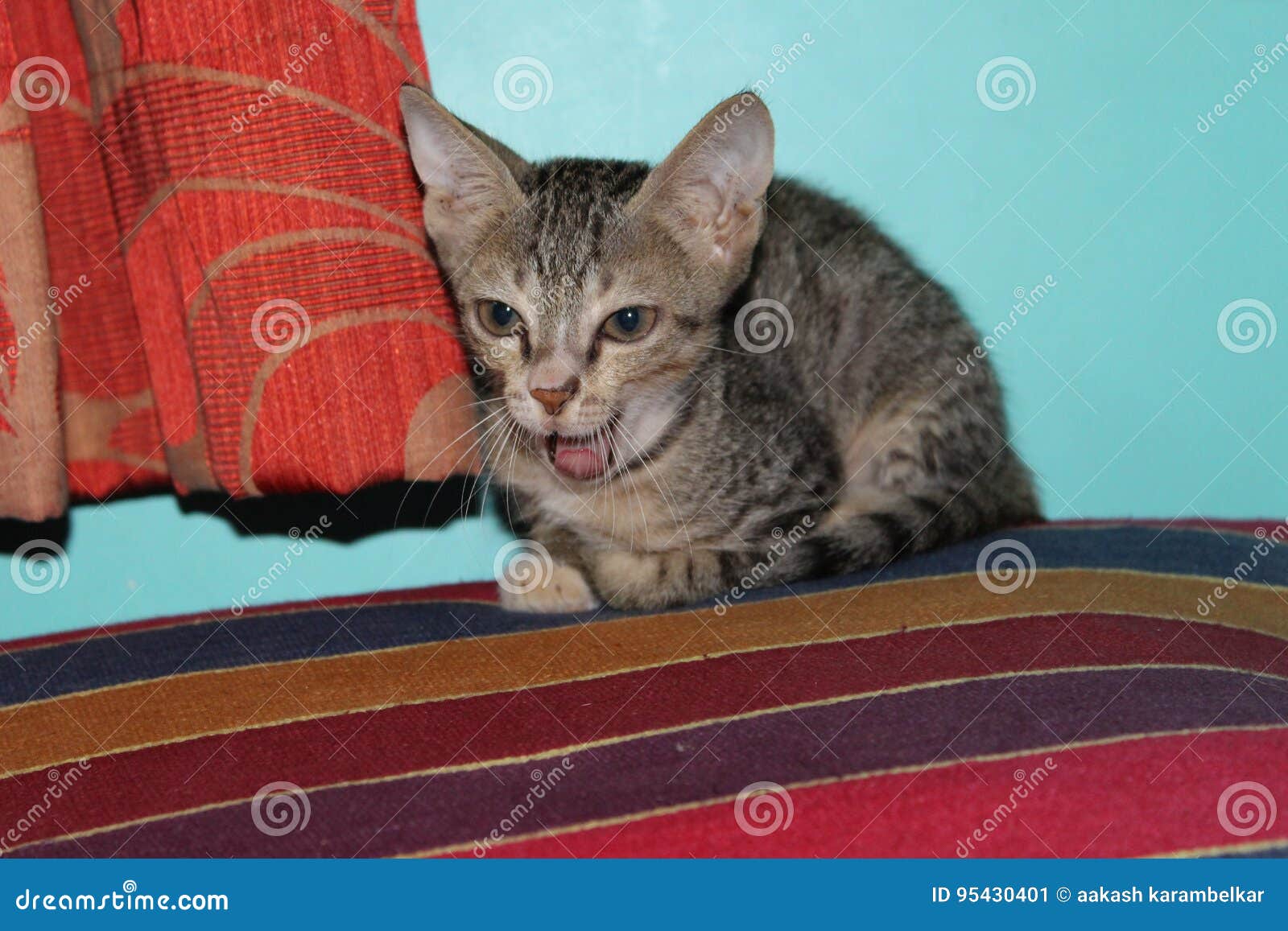 Cat stock image. Image of kittens, ahhhh - 95430401