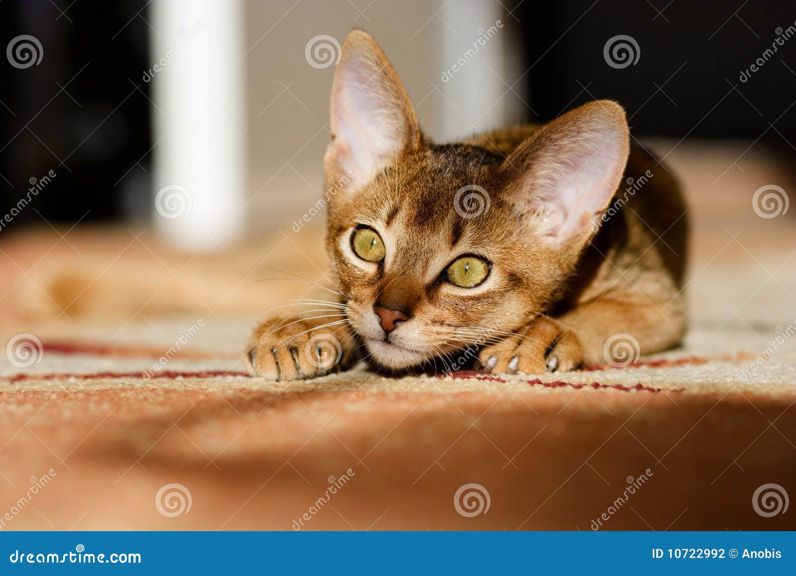 Cat in action stock photo. Image of claws, concern, expression - 10722992