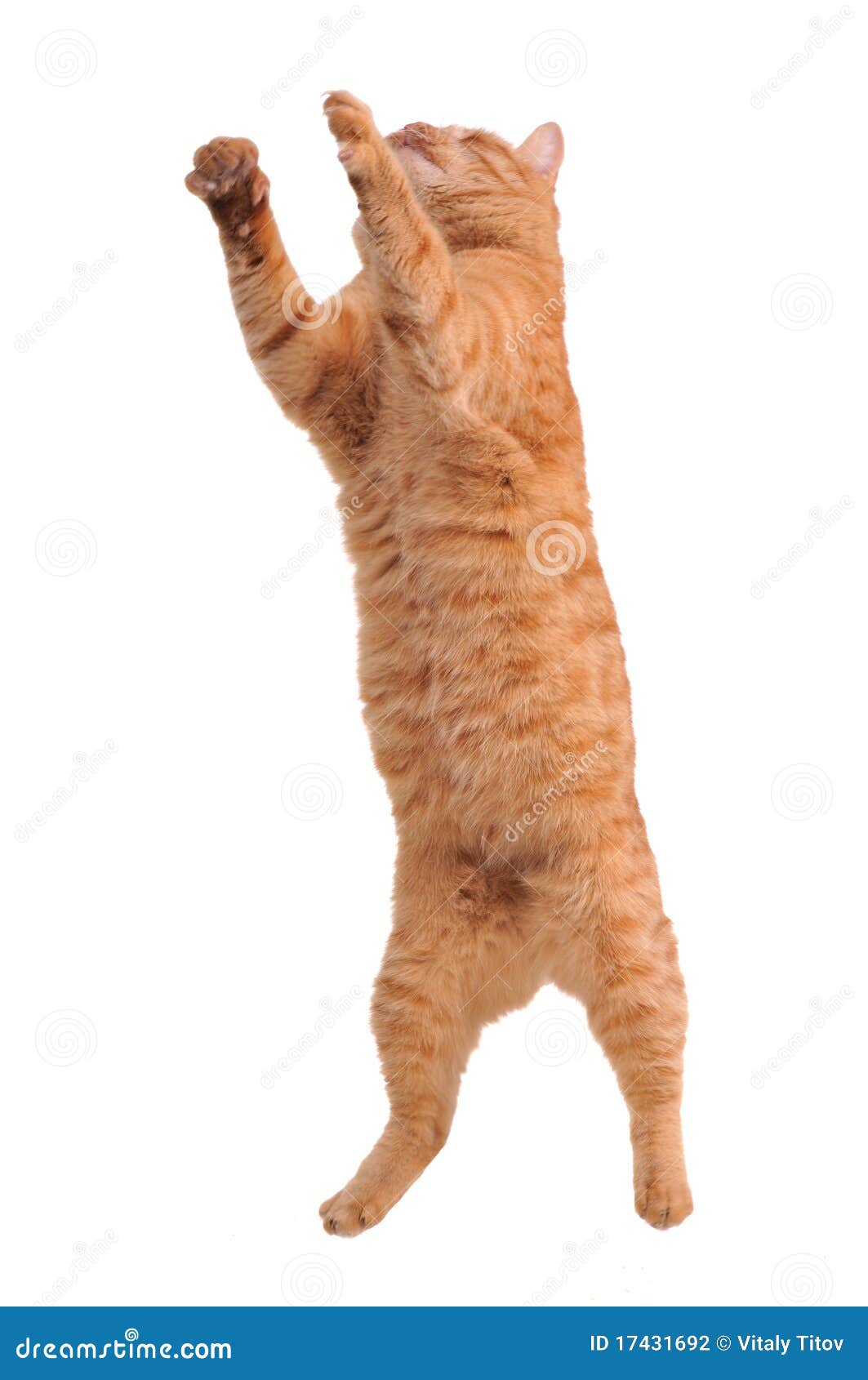 Cat in Action stock photo. Image of isolated, cute, anticipation - 17431692