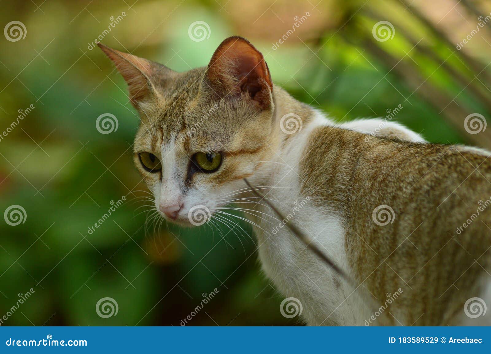 Cat on action pet stock image. Image of carnivore, mammal - 183589529