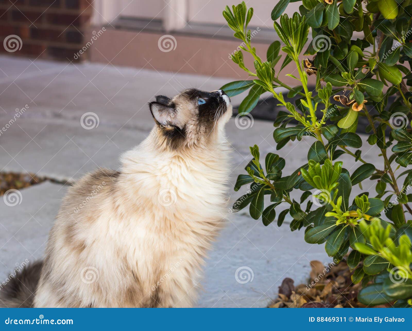 Cat admiring garden stock image. Image of fresh, light - 88469311