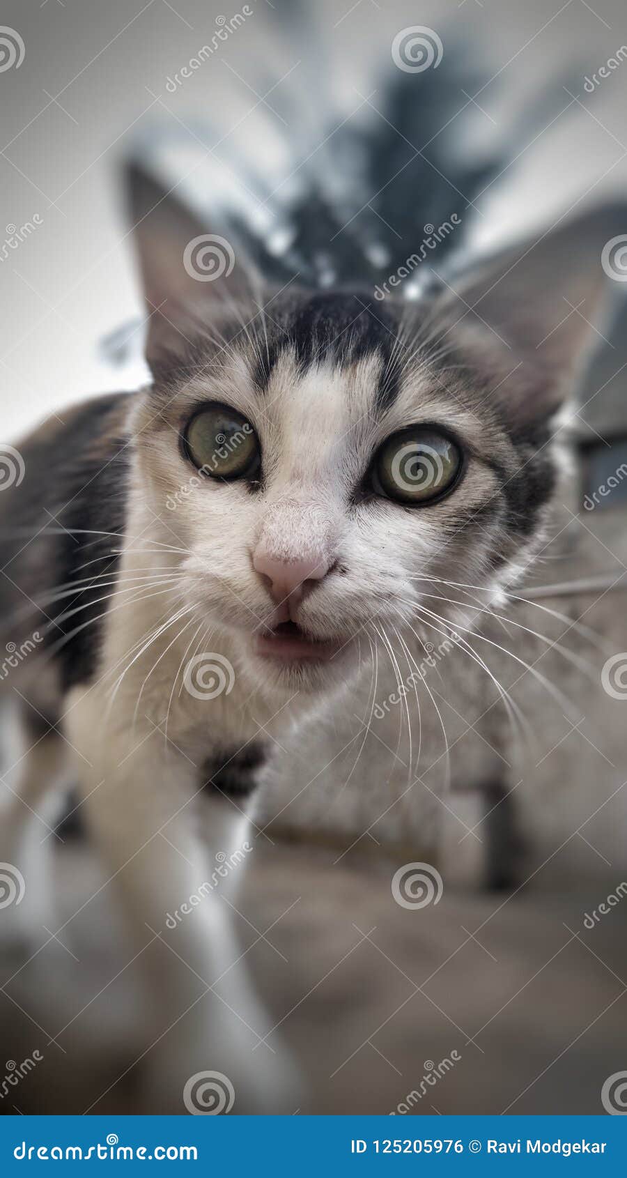 Cat stock photo. Image of aggressive, cute, angry, aggression - 125205976