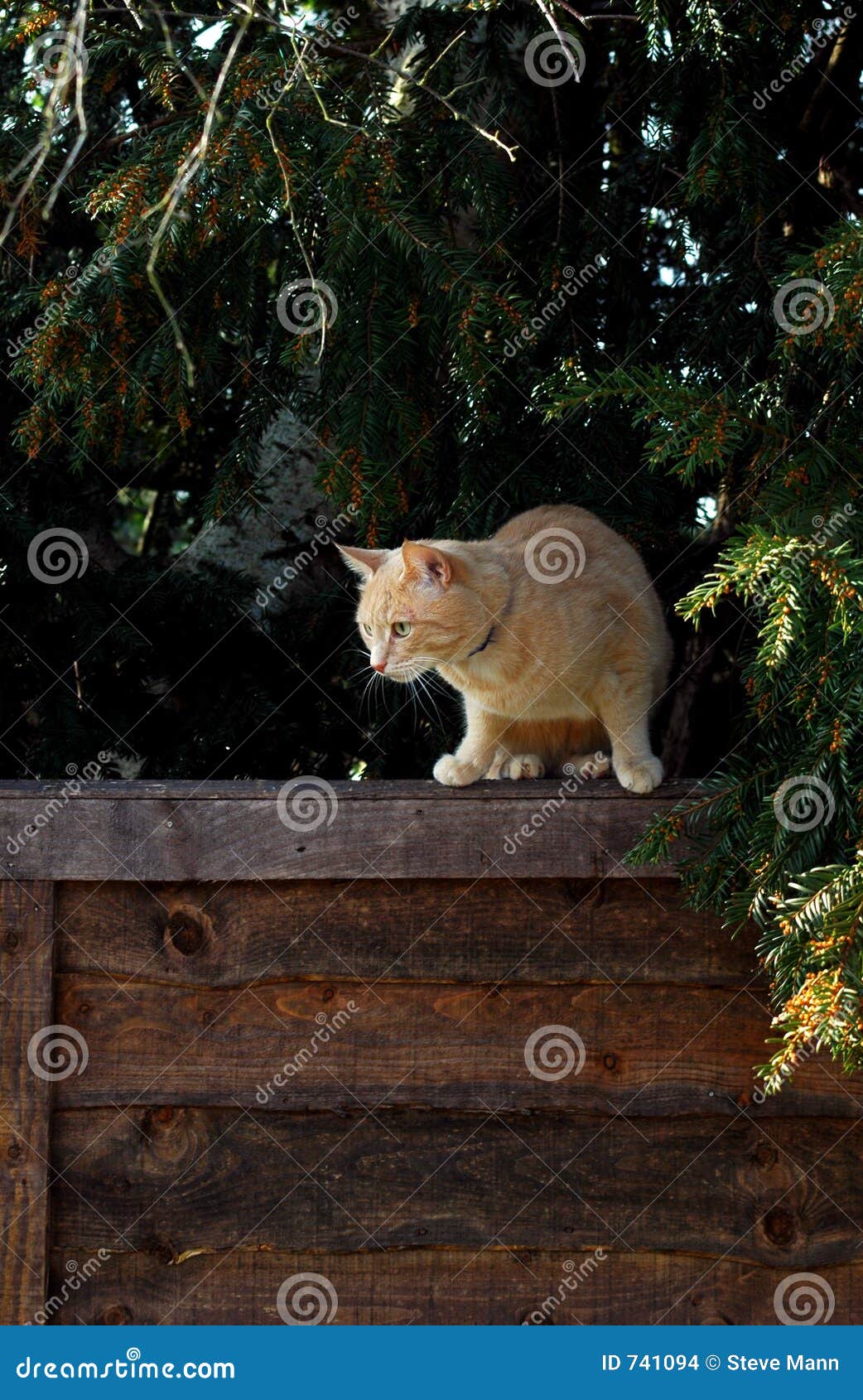 Cat On Alert Picture. Image: 741094