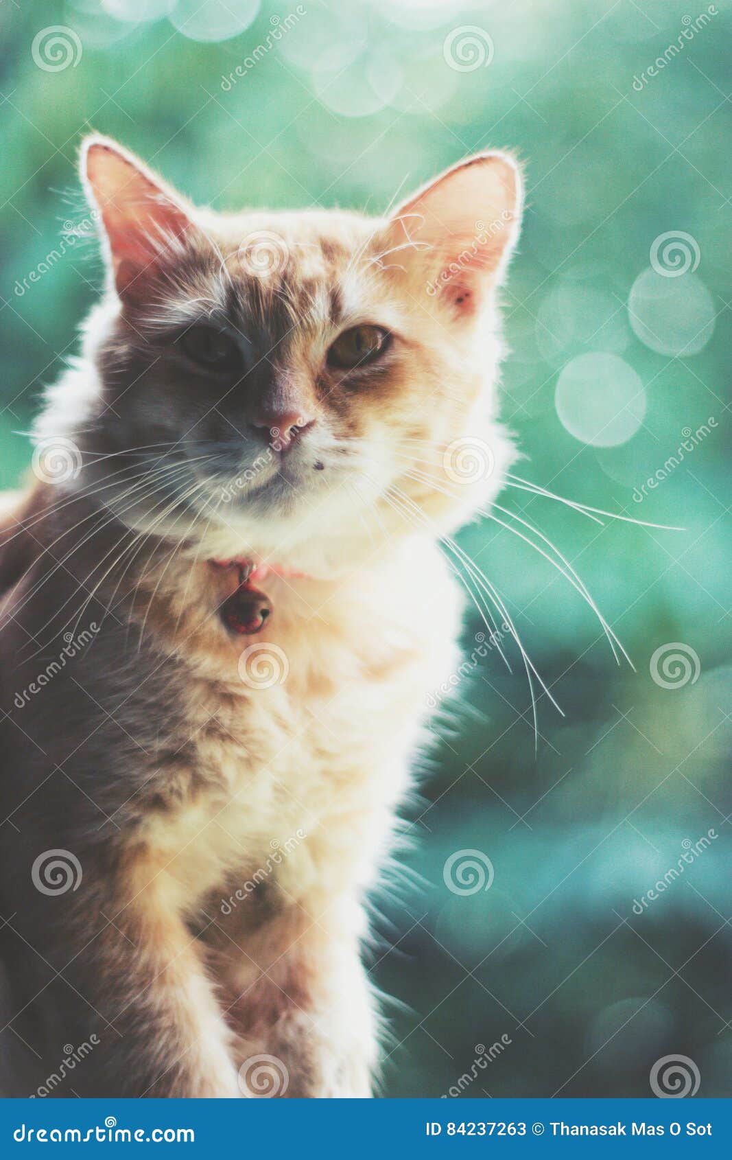 Cat alone stock image. Image of pets, love, alone - 84237263