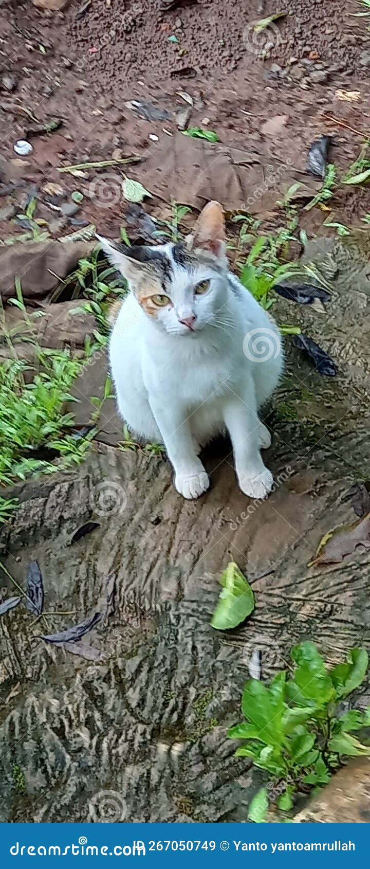 Cat alone stock image. Image of alone, whitecat, carnivore - 267050749