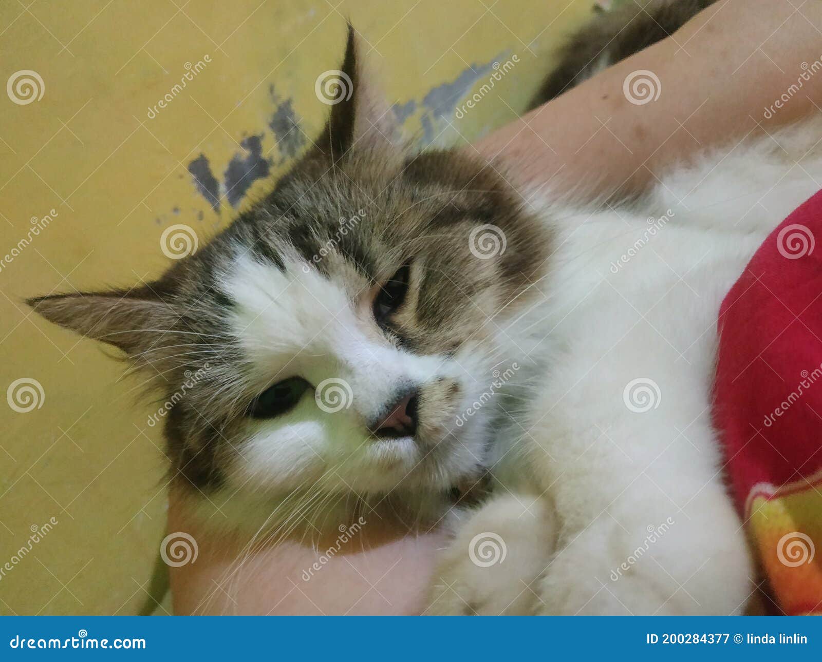 Cat alone stock image. Image of home, sick, cute, kucing - 200284377
