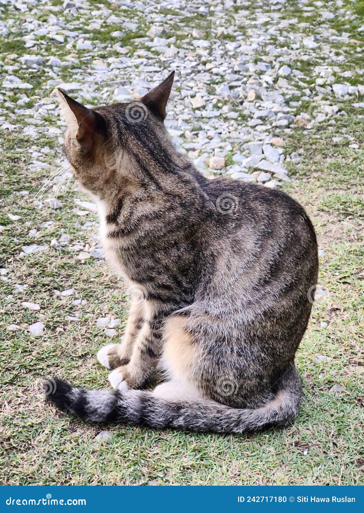 Royalty Free Images, Cartoons, Illustrations And Photos Designed By ...