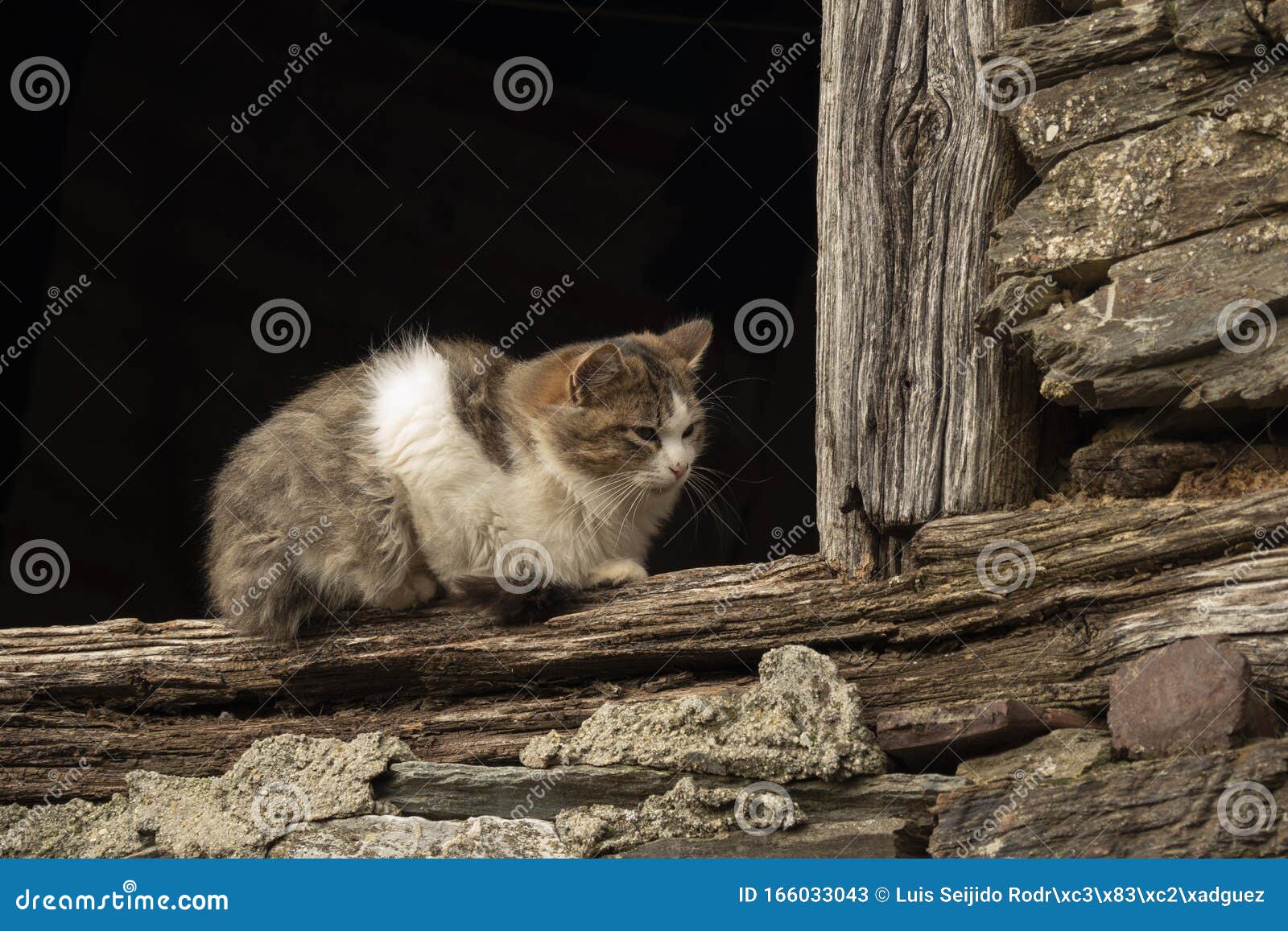 A Lonely Cat Resting on a Window Sill Stock Image - Image of doze ...