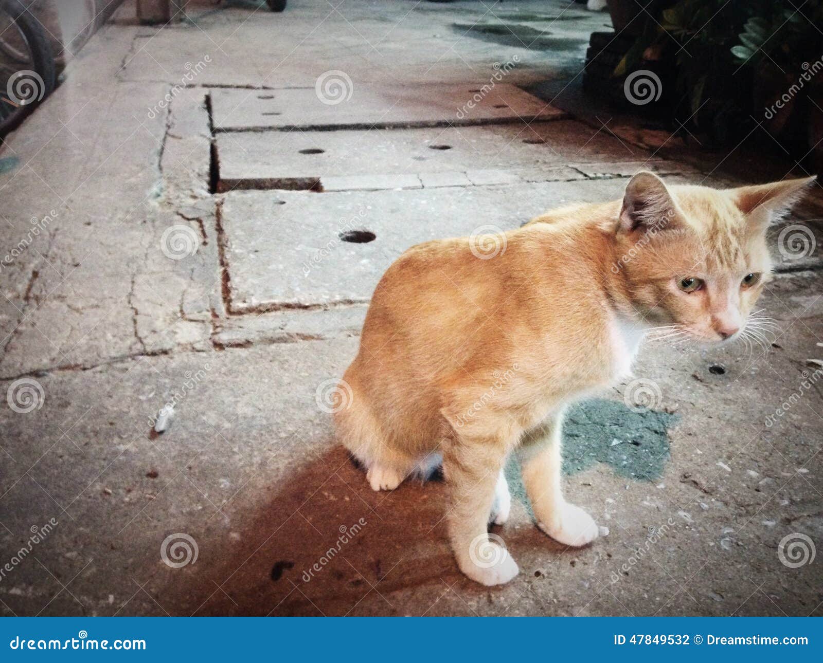 Cat along the road stock photo. Image of thailand, road - 47849532