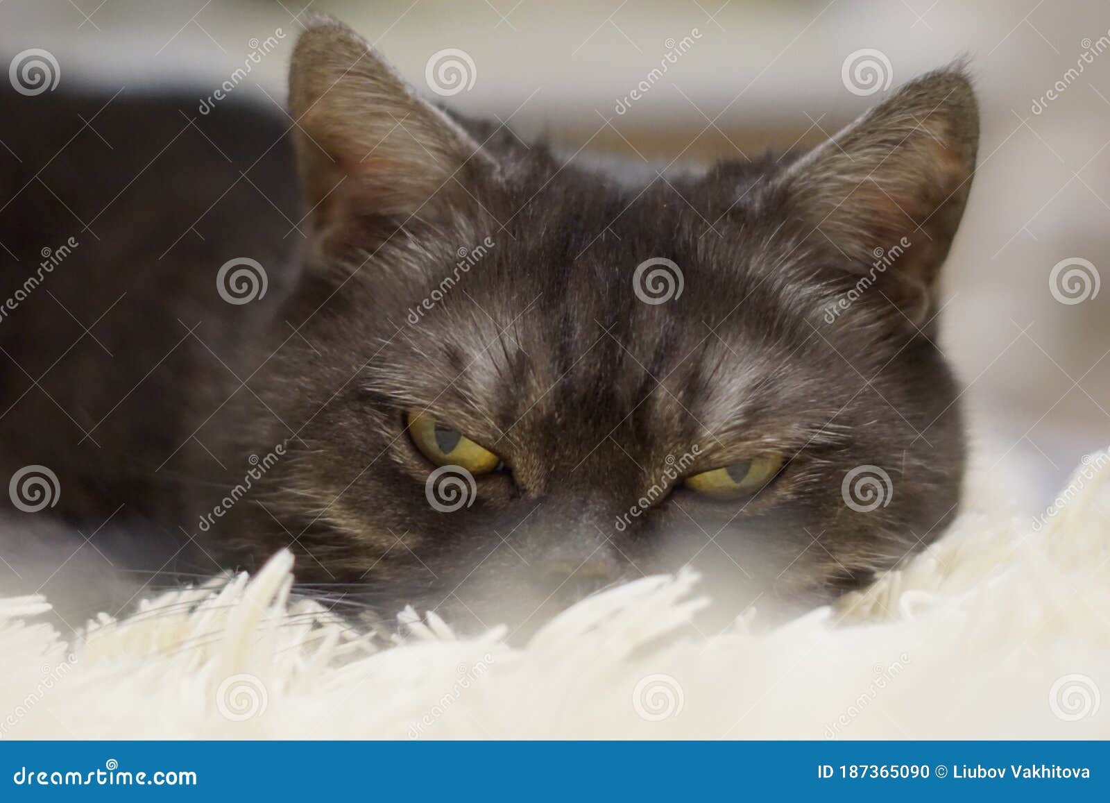 Cat in Ambush Prepares To Attack Stock Photo - Image of funny, kitten ...