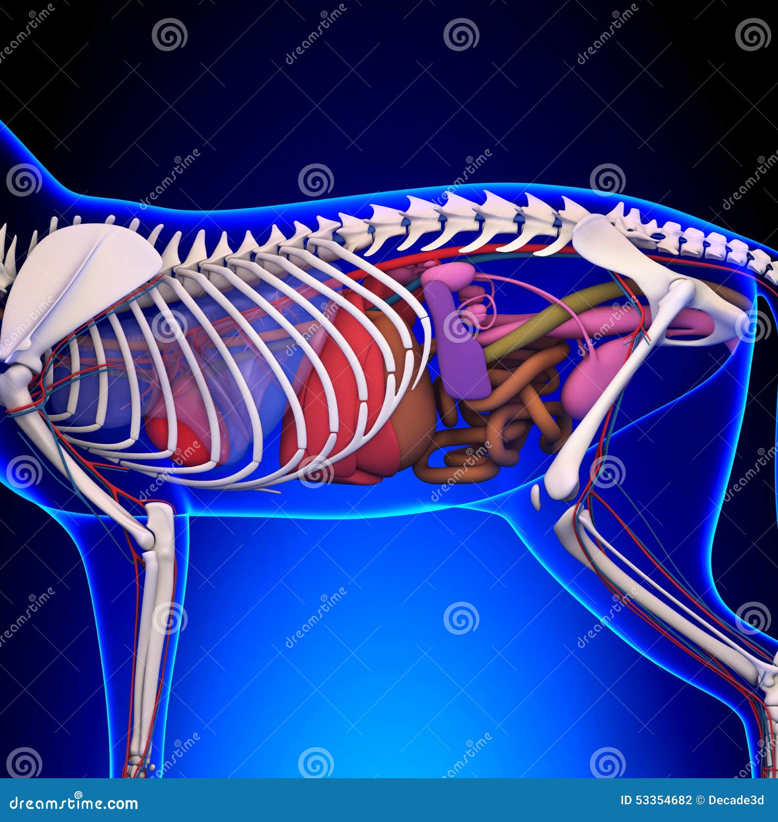 Cat Anatomy - Anatomia Interna De Um Gato Foto de Stock - Imagem de ...