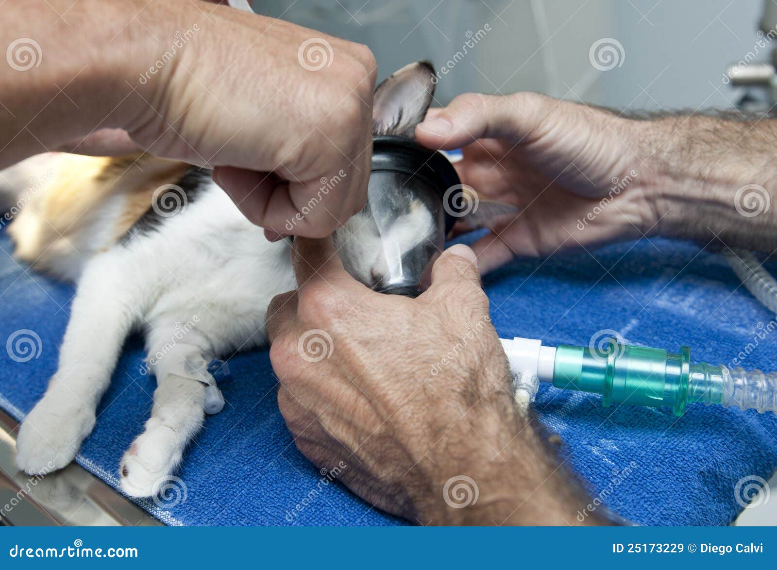 Cat anesthesia stock image. Image of medicine, operation - 25173229
