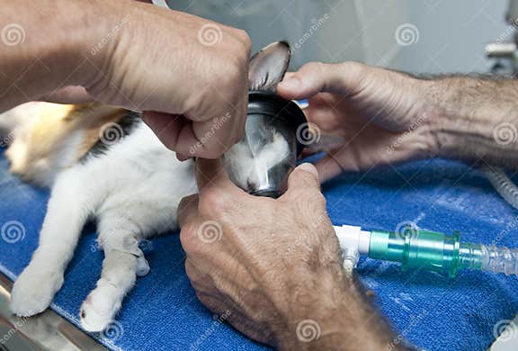 Cat anesthesia stock image. Image of medicine, operation - 25173229