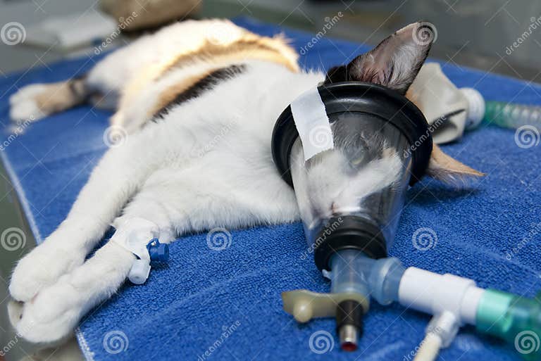 Cat anesthesia stock image. Image of surgery, checkup - 25173241