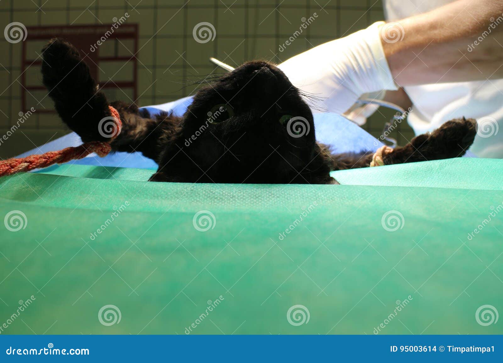 Cat in anesthesia stock photo. Image of control, oophorectomy - 95003614