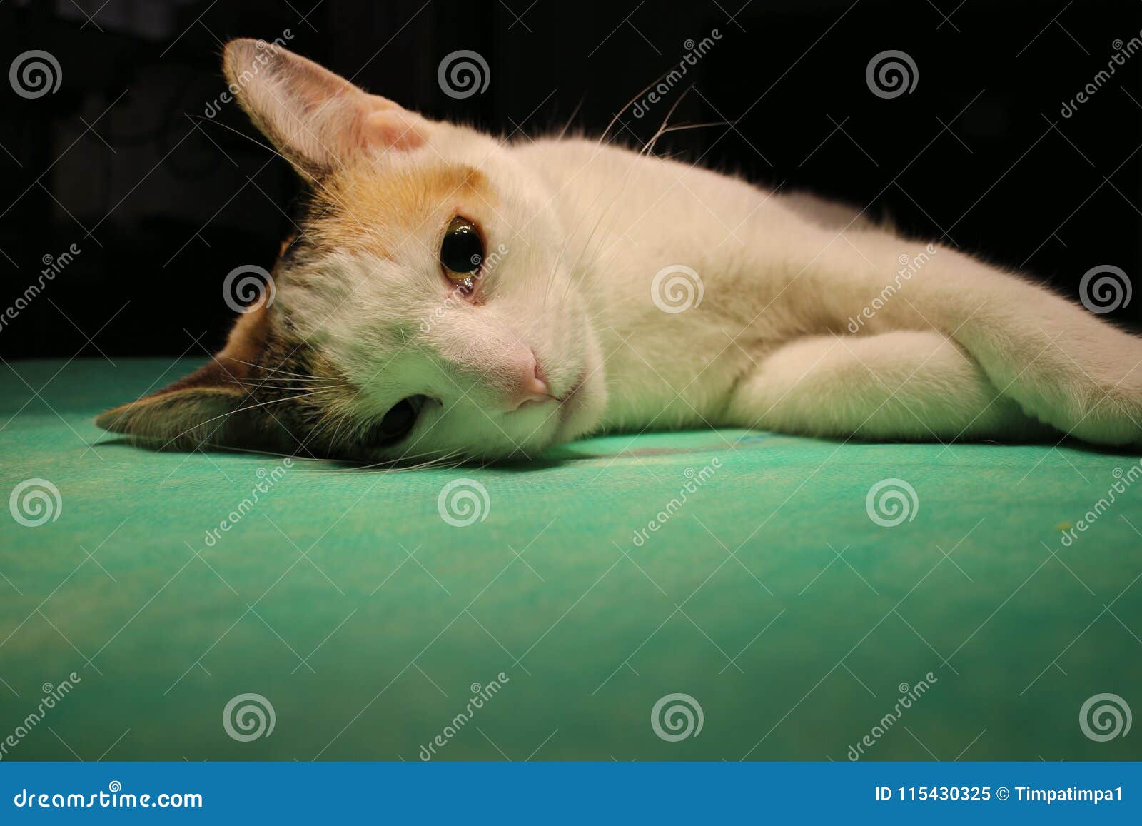 Cat in anesthesia stock image. Image of surgery, tied - 115430325