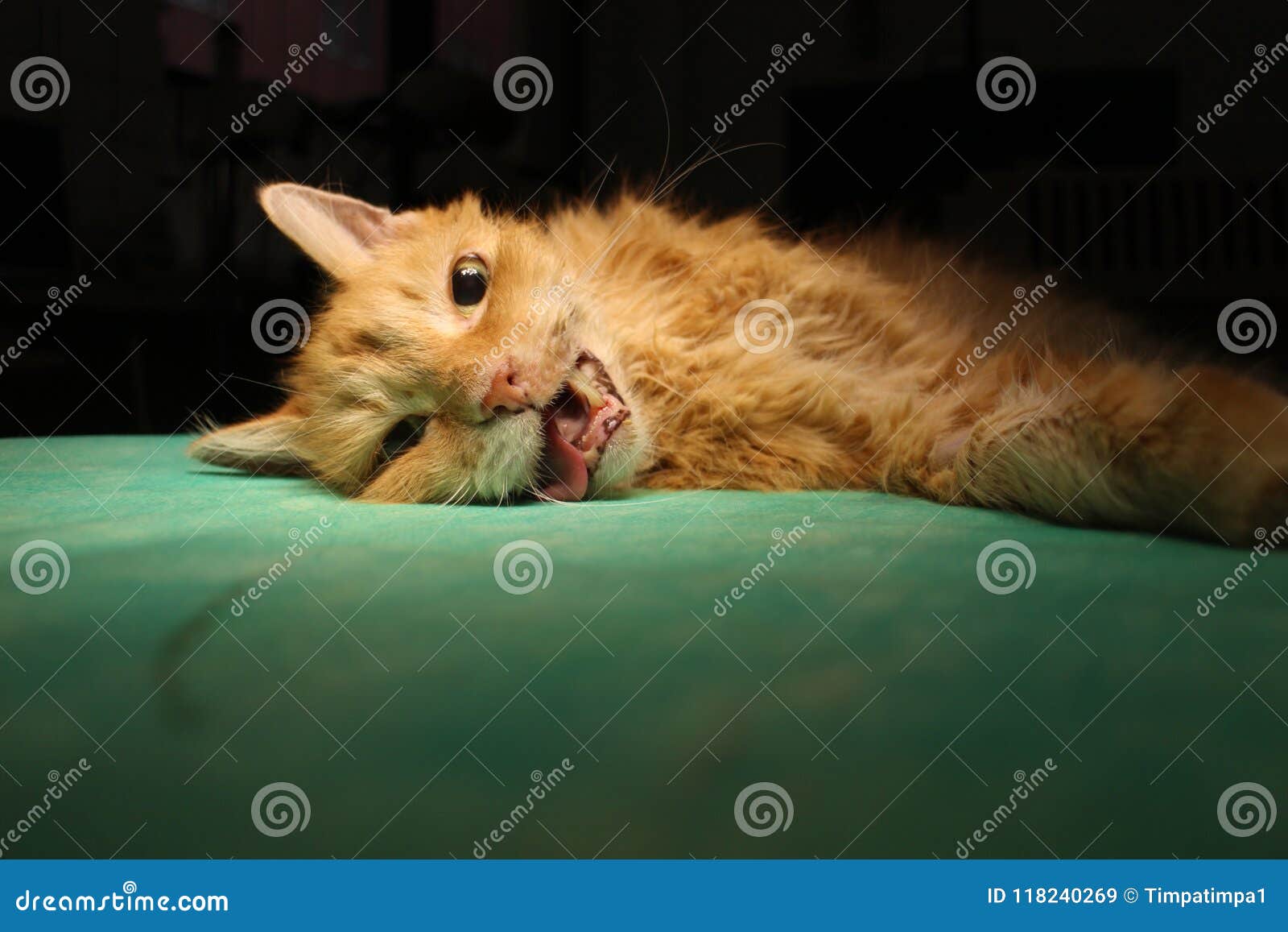 Cat in Anesthesia on Operating Table Stock Image - Image of kitten ...