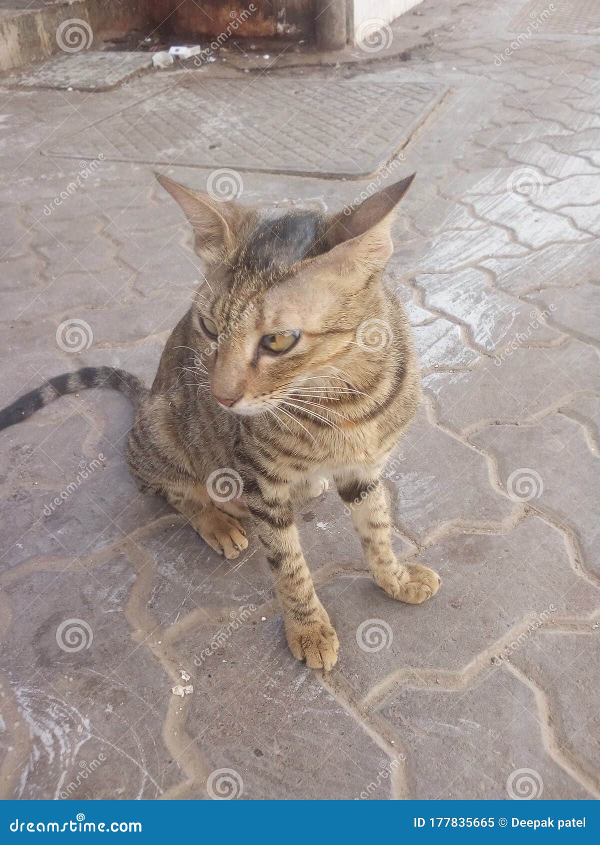 Angary Animal Stock Photos - Free & Royalty-Free Stock Photos from ...