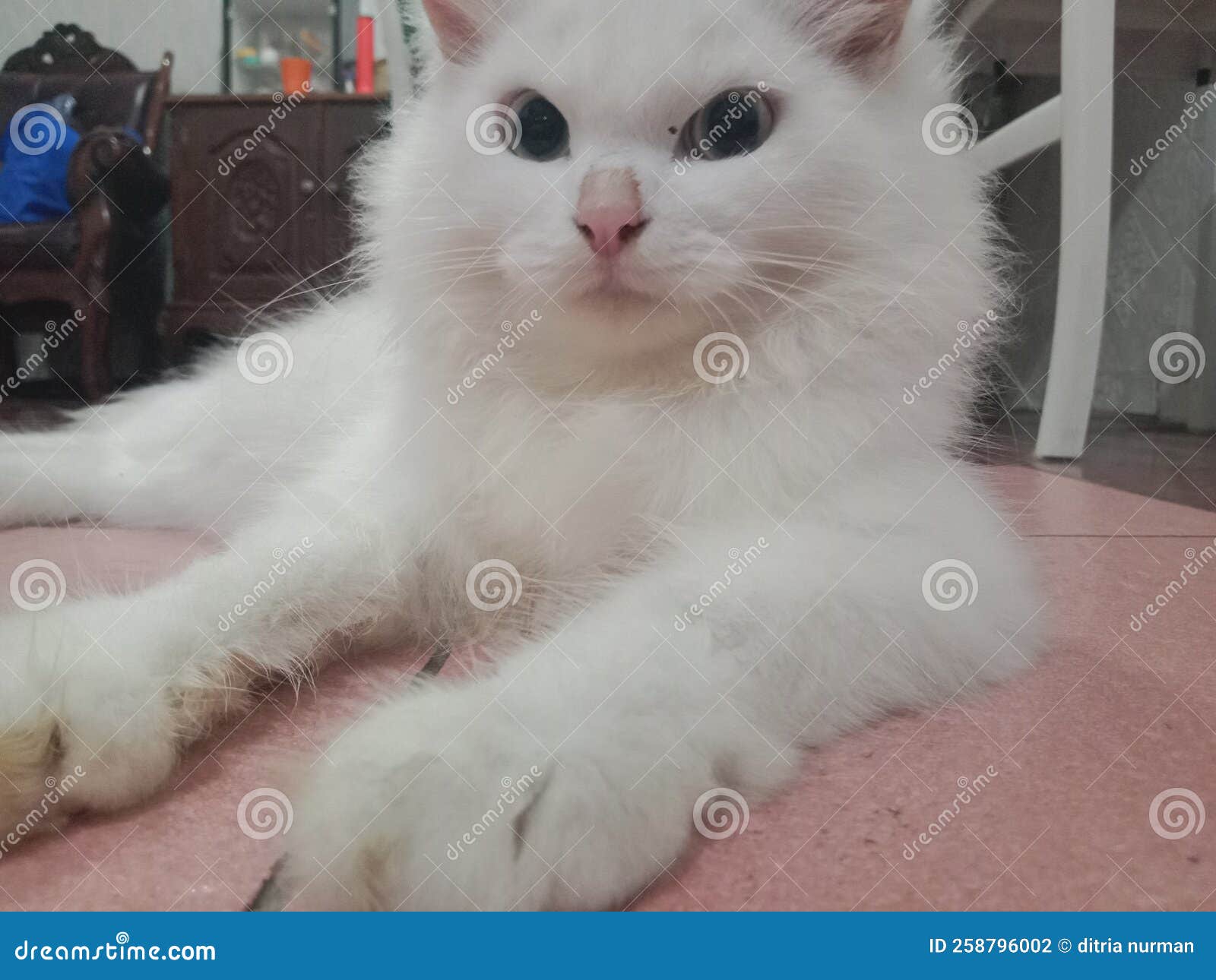 Cat is angry stock photo. Image of carnivore, skin, wildcat - 258796002