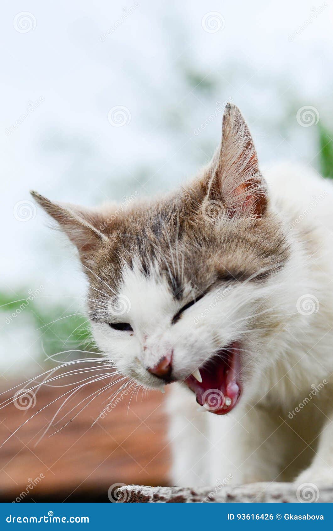 Cat stock photo. Image of kitten, animal, eyes, friendly - 93616426