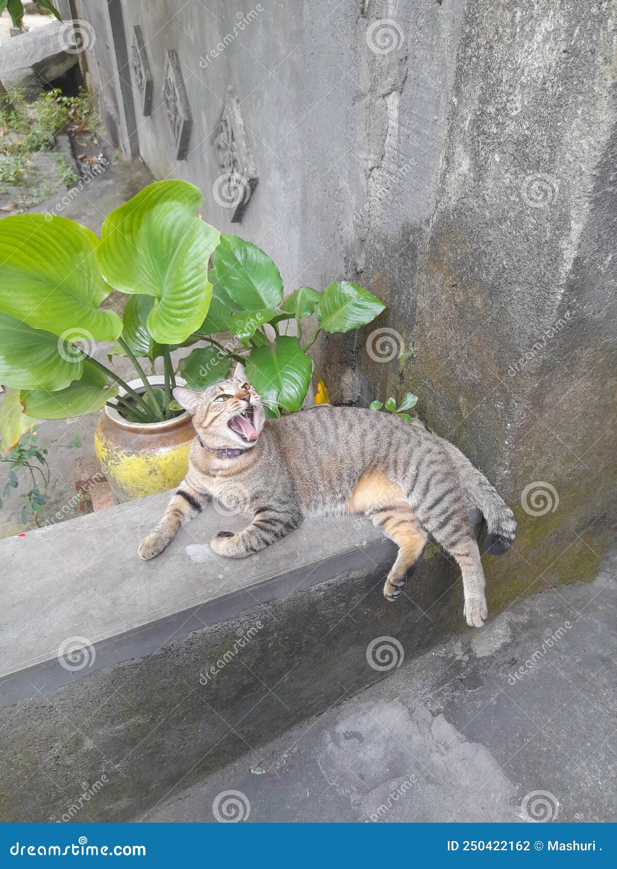A Cat with an Angry Expression Stock Photo - Image of branch, frog ...