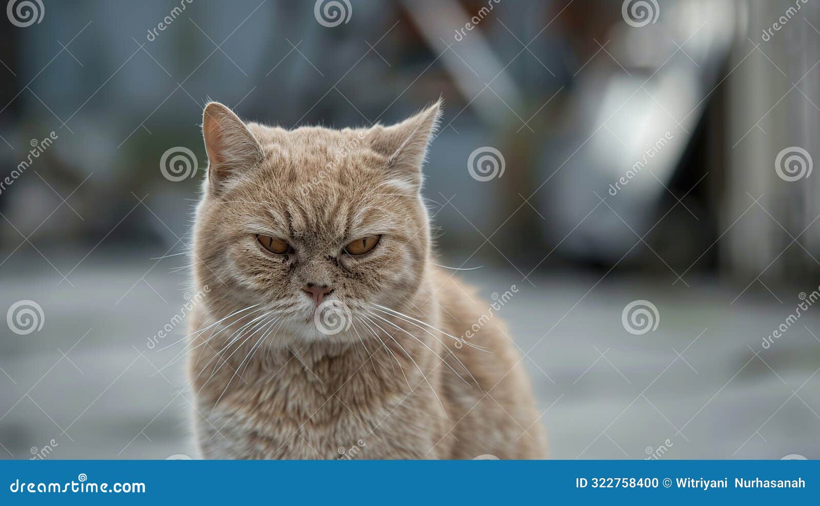 The cat with a angry face stock illustration. Illustration of animal ...